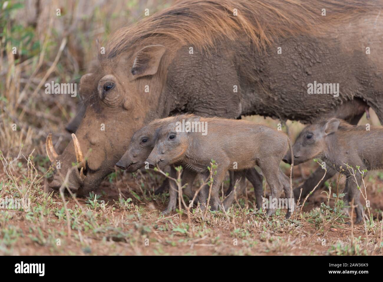 Warthog with piglets, warthog with baby Stock Photo - Alamy