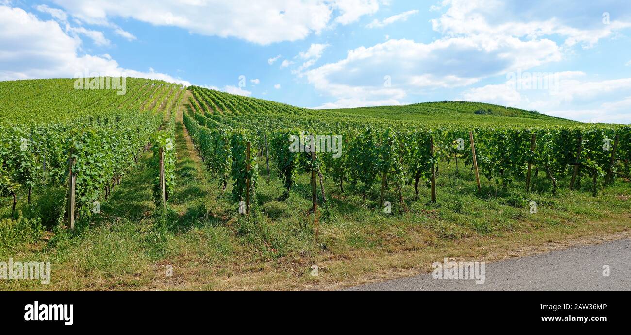 Vineyard panorama with blue cloudy sky Stock Photo - Alamy