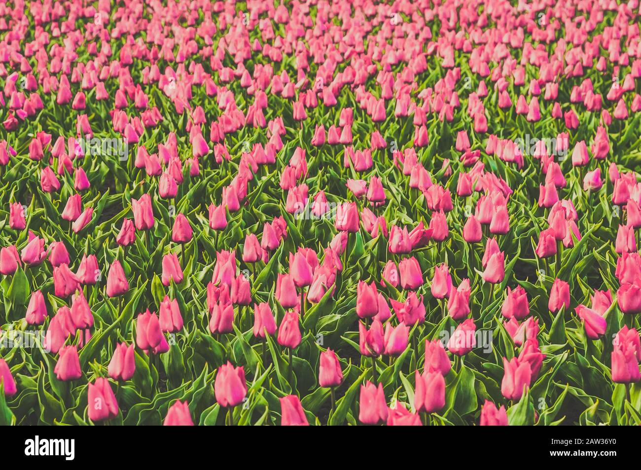 Field of beautiful ping tulips in spring. Bright flowers landscape ...