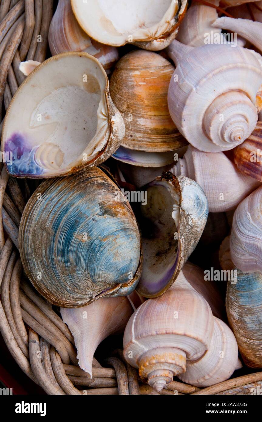 Basket O' Shells Stock Photo - Alamy