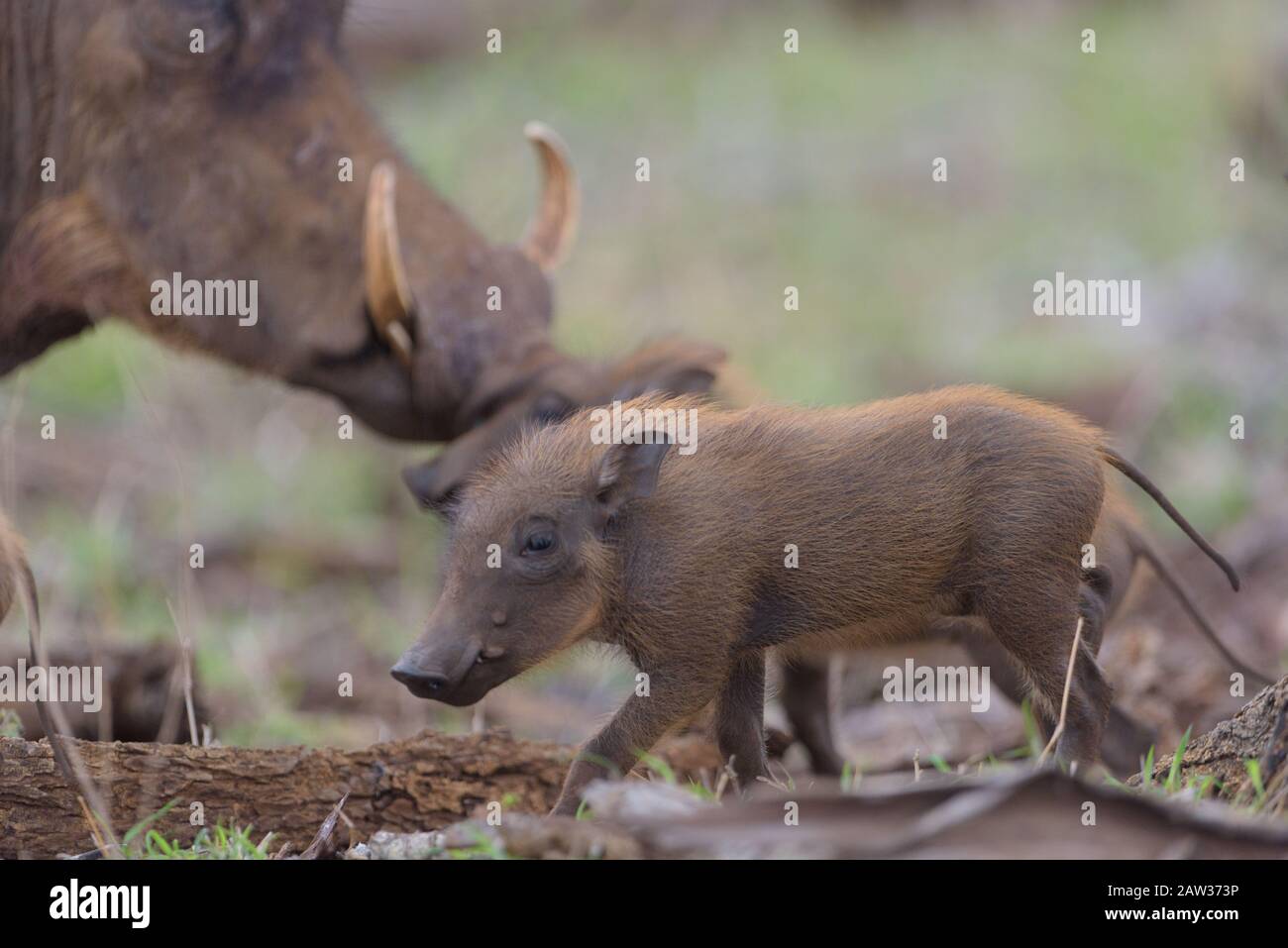 Warthog piglets in wilderness hi-res stock photography and images - Alamy