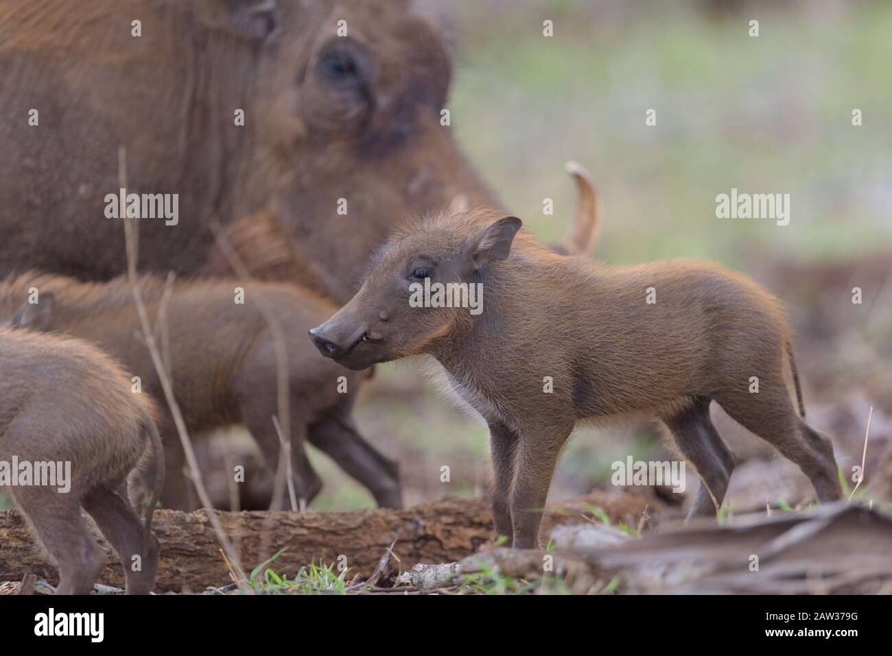 Warthog with piglet, baby warthog in the wilderness Stock Photo - Alamy