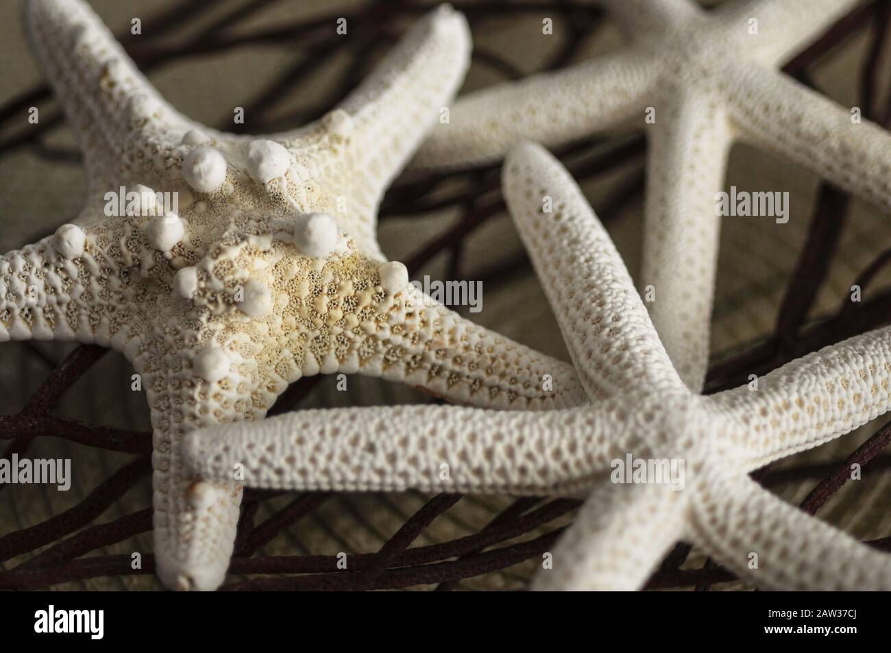 Finger seashell hi-res stock photography and images - Alamy