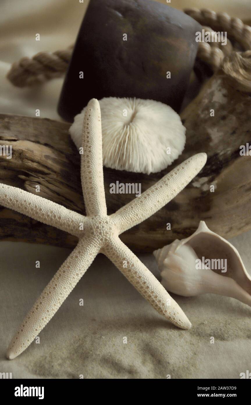 Finger starfish shell hi-res stock photography and images - Alamy