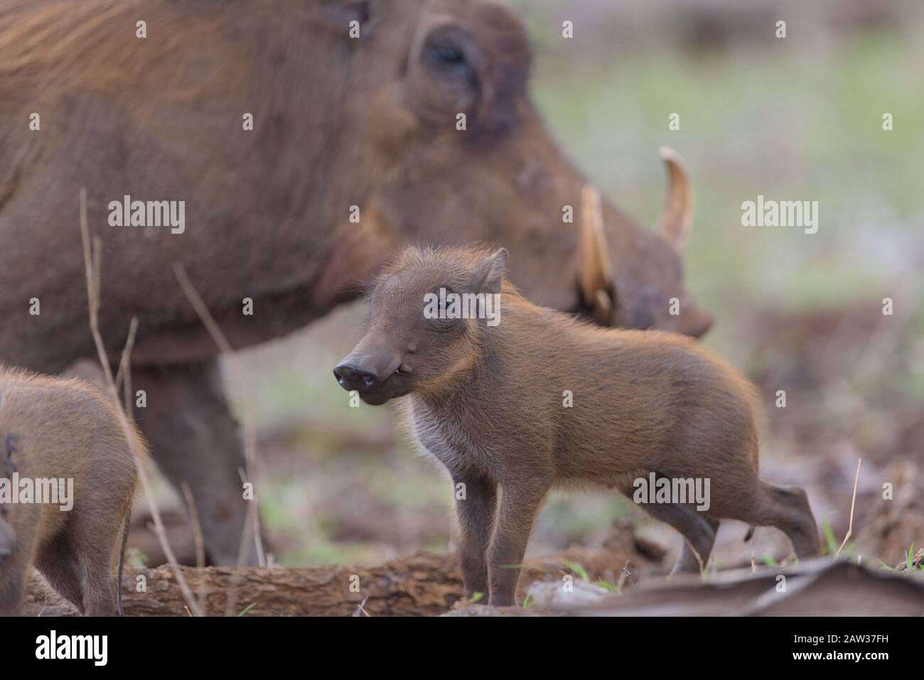 Warthog with piglet, baby warthog in the wilderness Stock Photo - Alamy