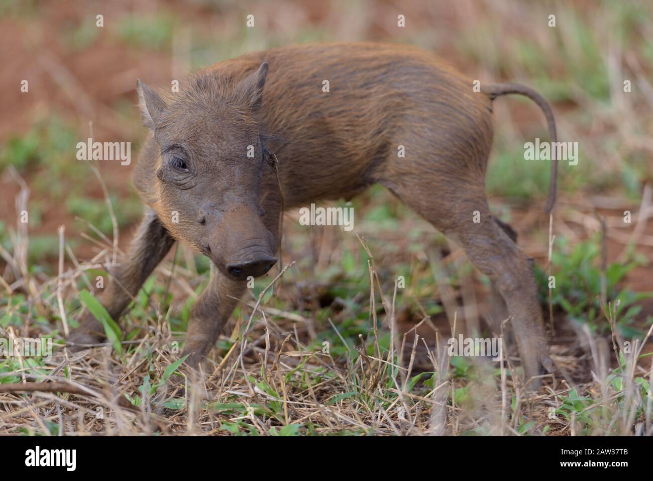 Warthog with piglet, baby warthog in the wilderness Stock Photo - Alamy