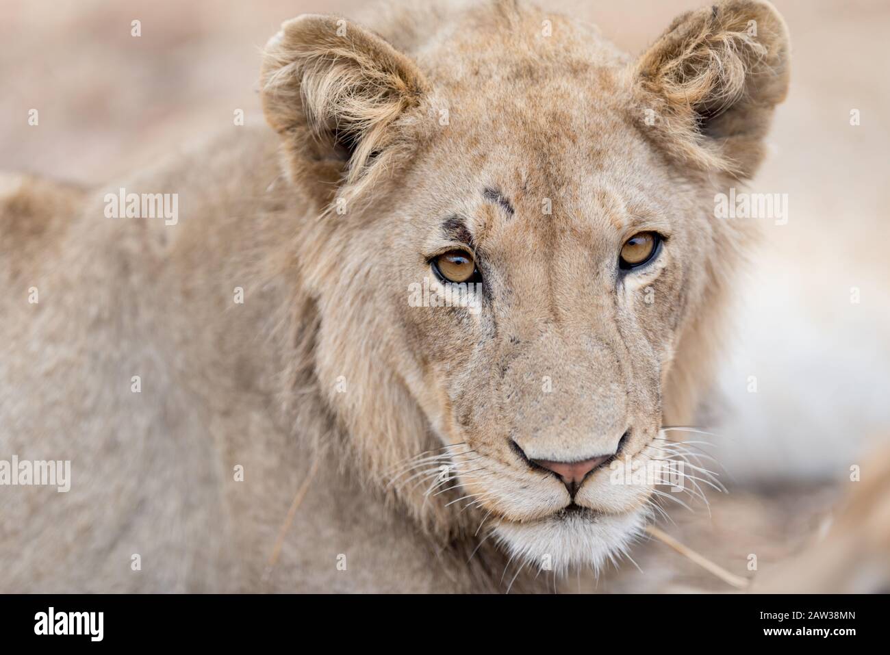 Lion male female cub hi-res stock photography and images - Alamy