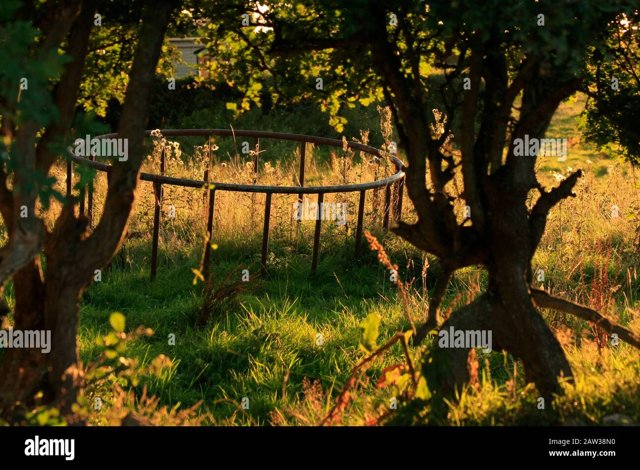 Livestock farming anglesey hi-res stock photography and images - Alamy