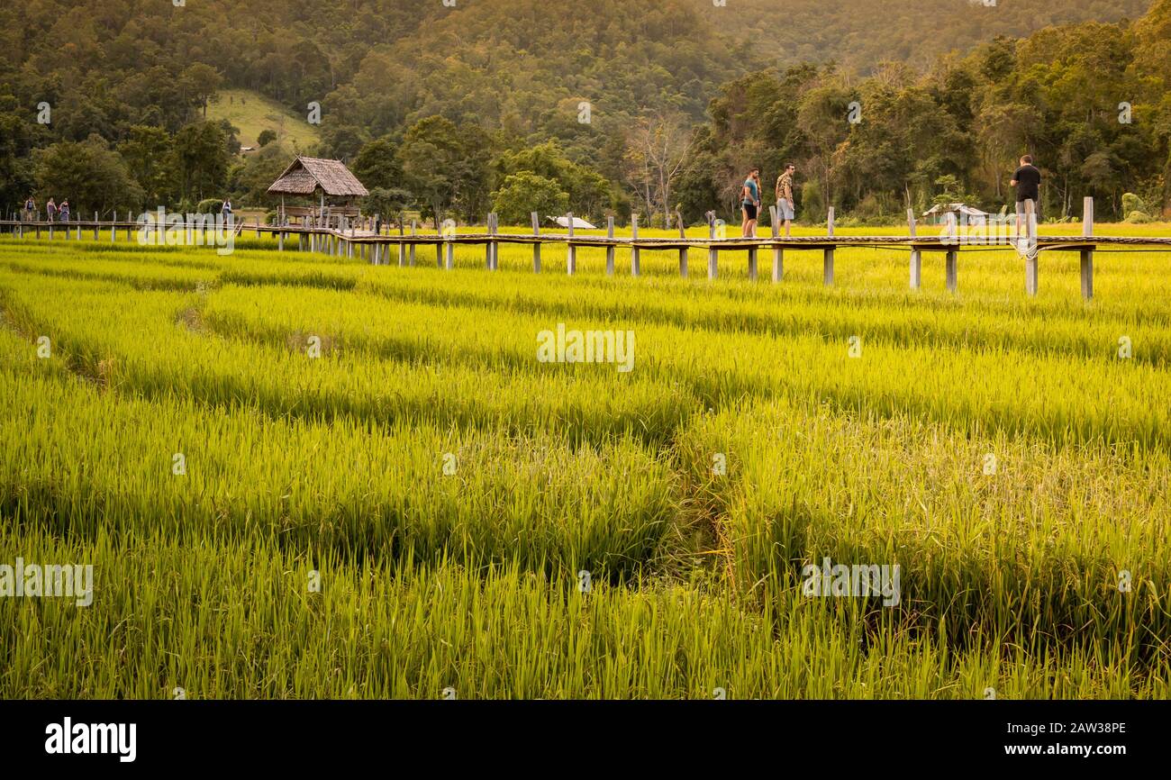 Bamboo and rice field hi-res stock photography and images - Alamy