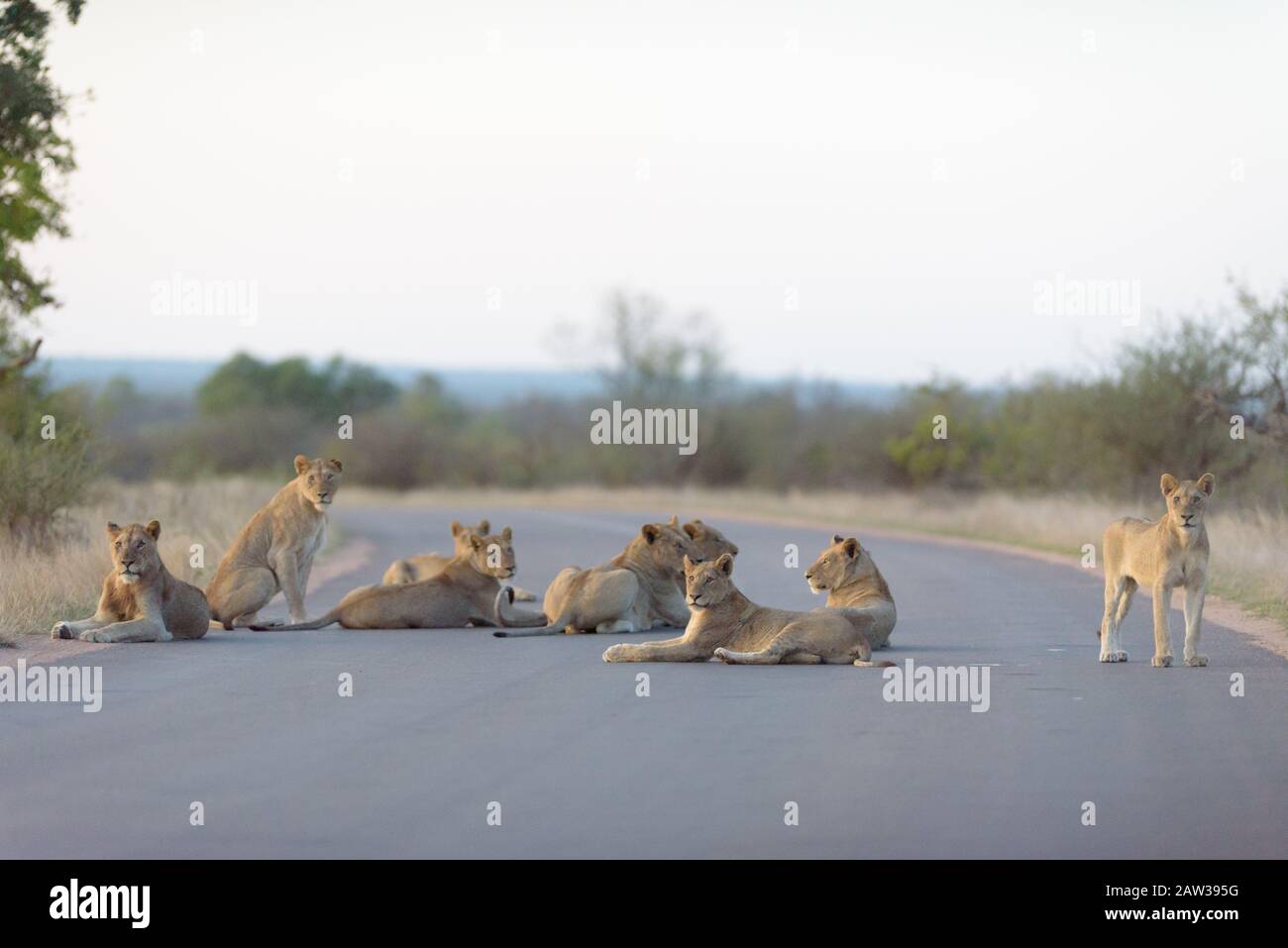 Lion pride in the wilderness Stock Photo - Alamy