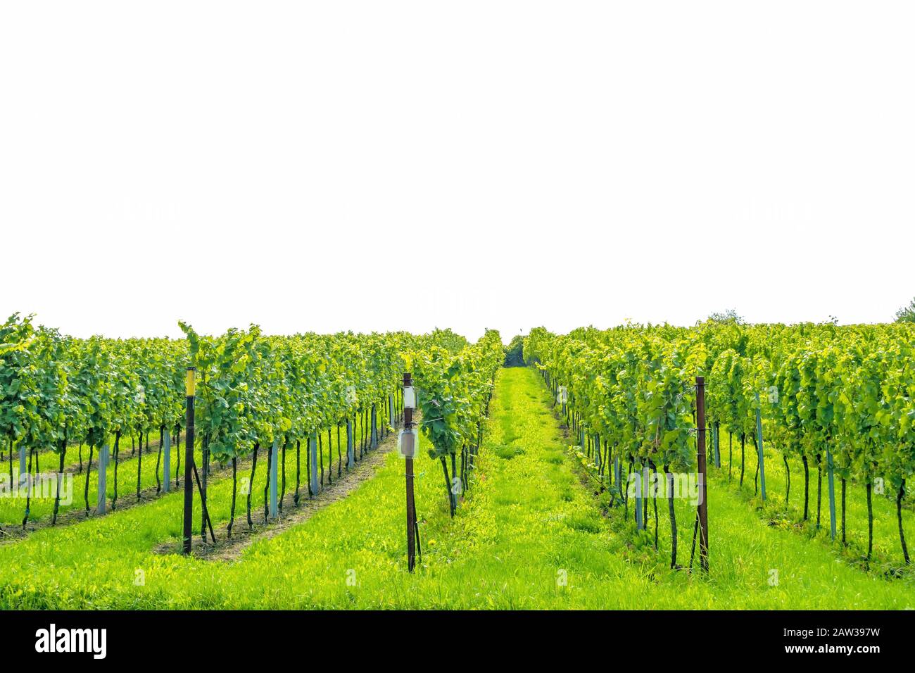 vineyard / grapevine isolated on white background Stock Photo - Alamy