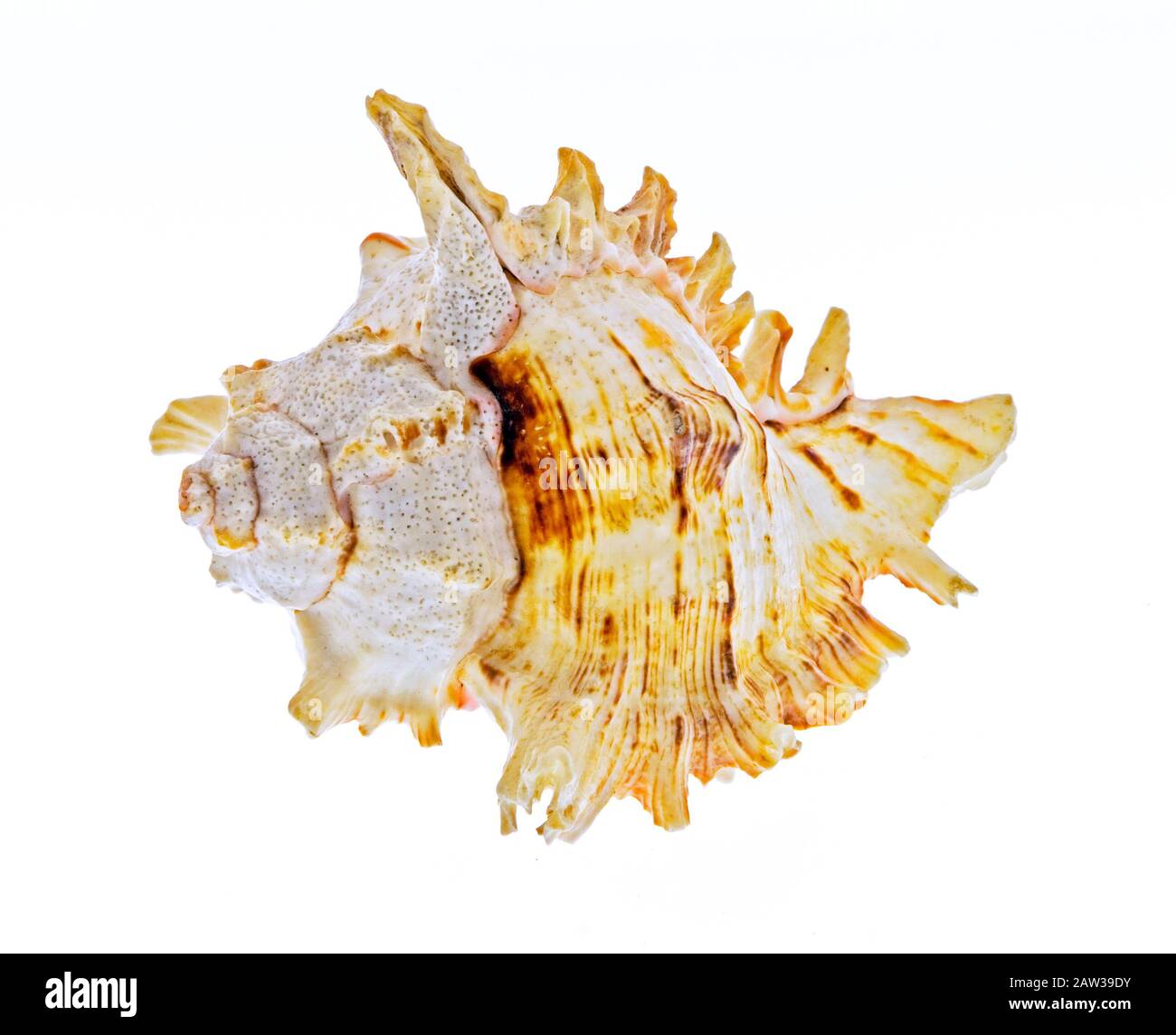 isolated shell on white background Stock Photo - Alamy