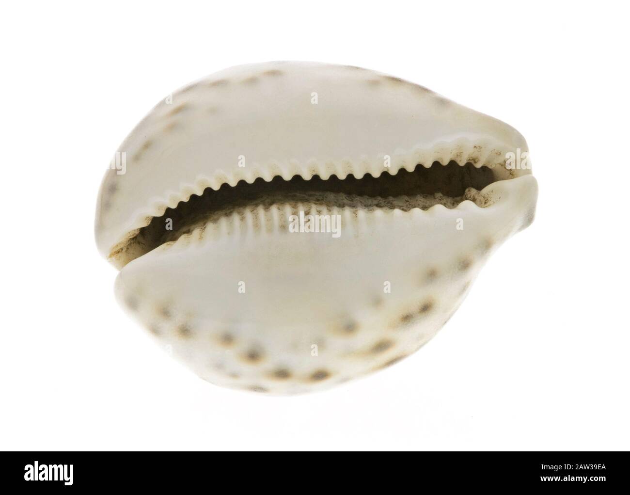 isolated shell on white background Stock Photo - Alamy