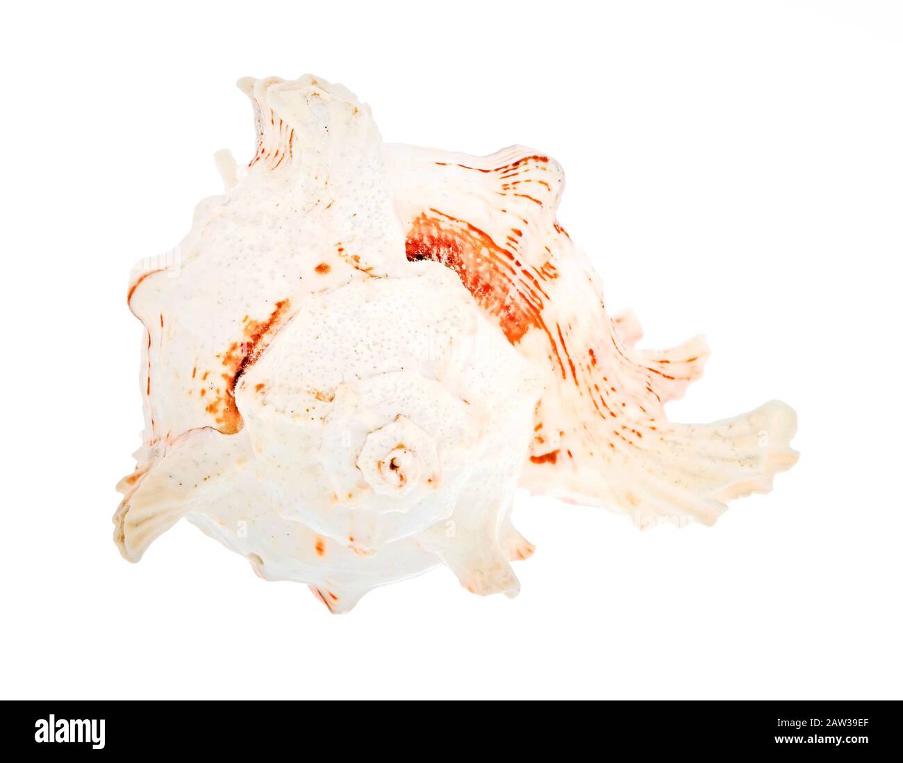 sea shell isolated on white Stock Photo - Alamy