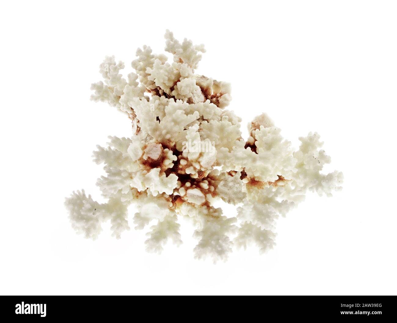coral isolated on white background Stock Photo - Alamy