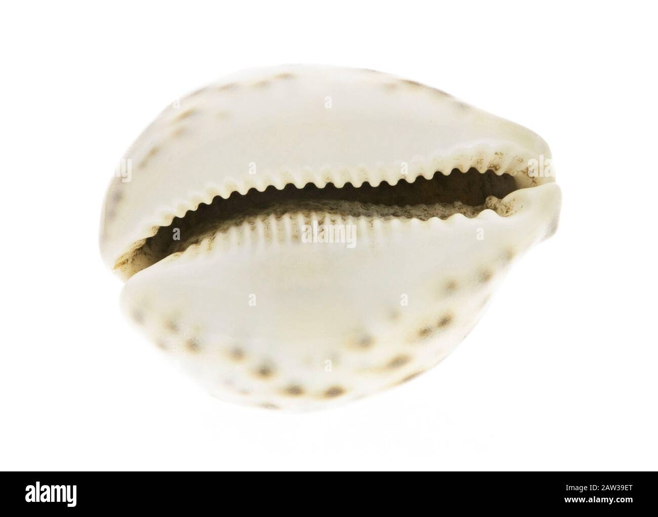 isolated shell on white background Stock Photo - Alamy