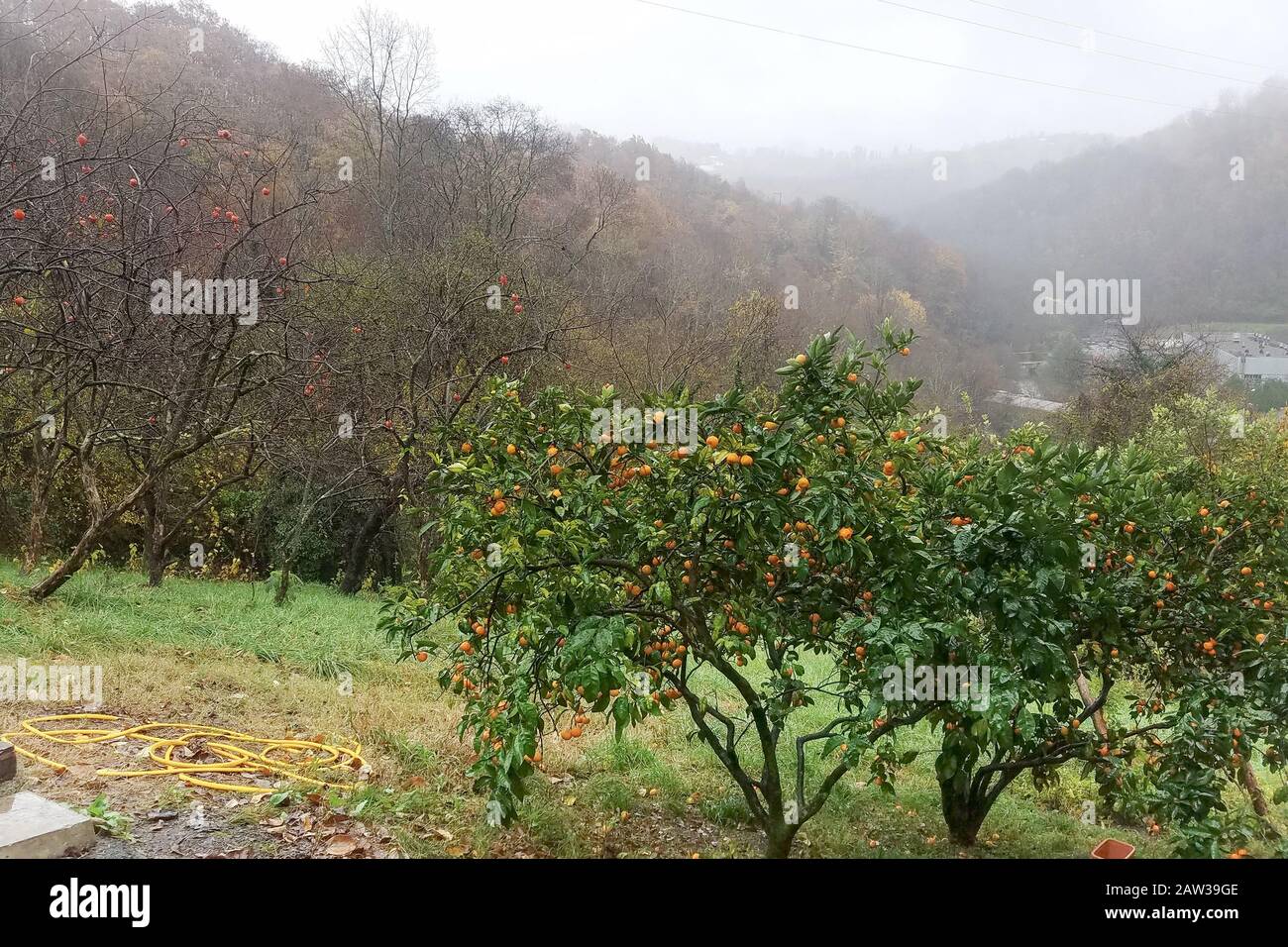 Tangerine tree with ripe fruits growing in a mountain garden Stock ...
