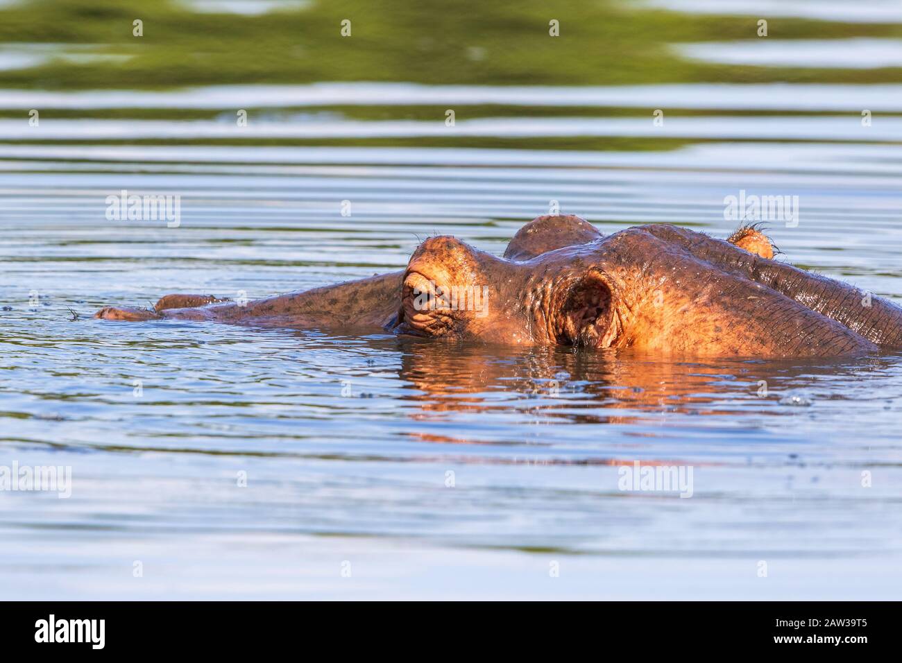 Hippo taking a bath in a river Stock Photo - Alamy