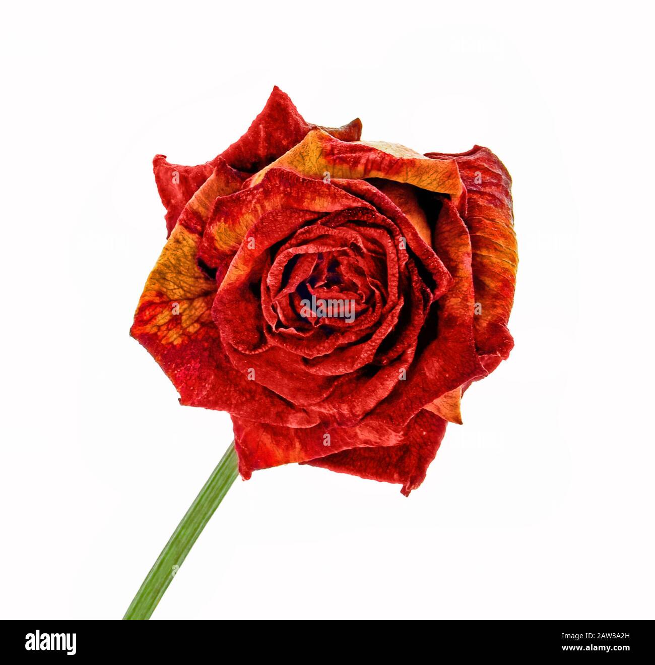 dried red rose isolated on white background Stock Photo - Alamy