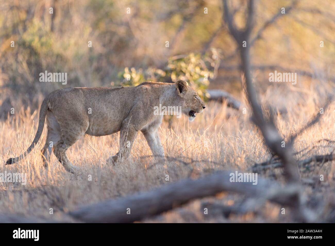 Two lions in the jungle Stock Photo - Alamy