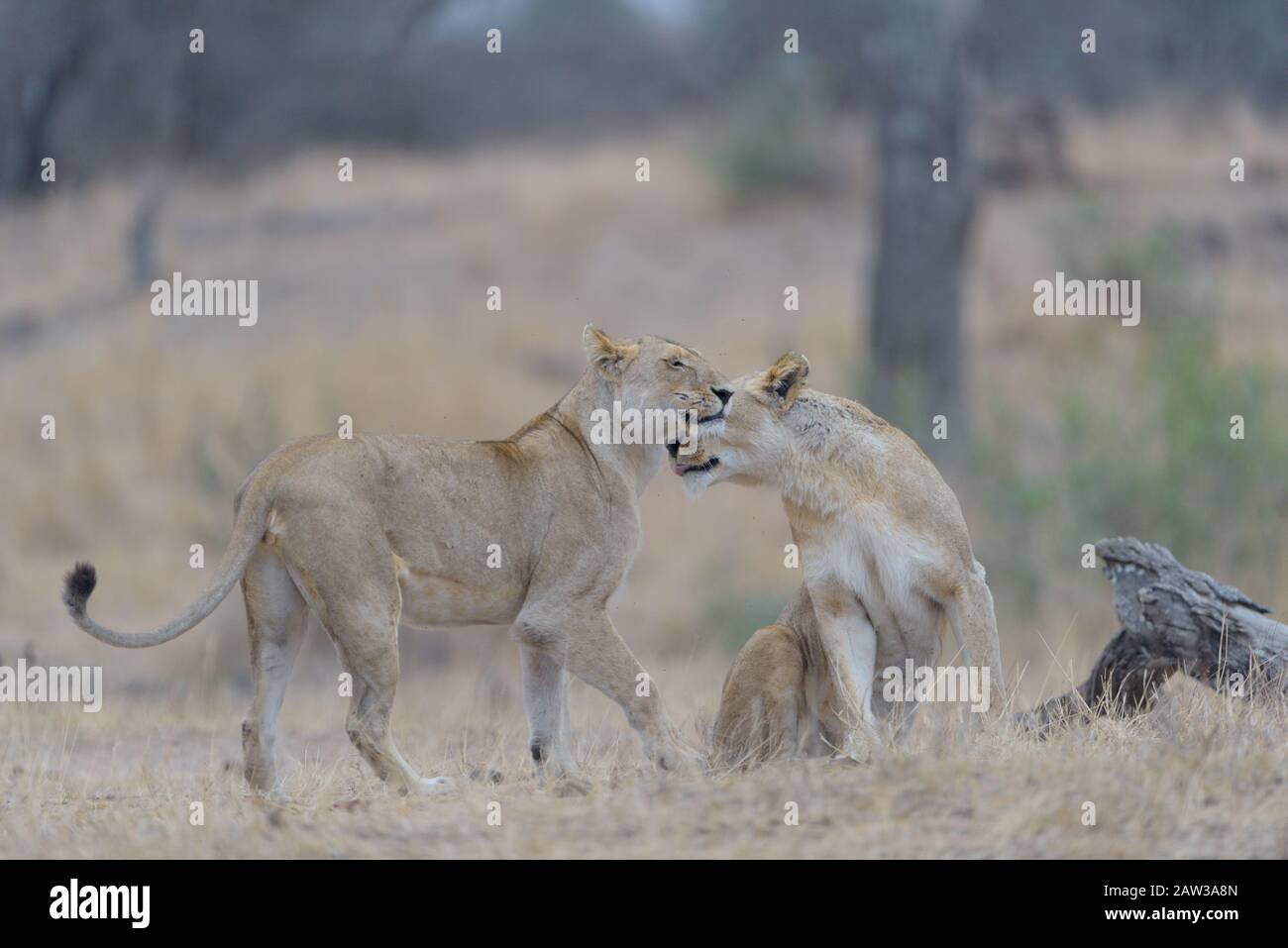 Lioness portrait in the wilderness Stock Photo - Alamy