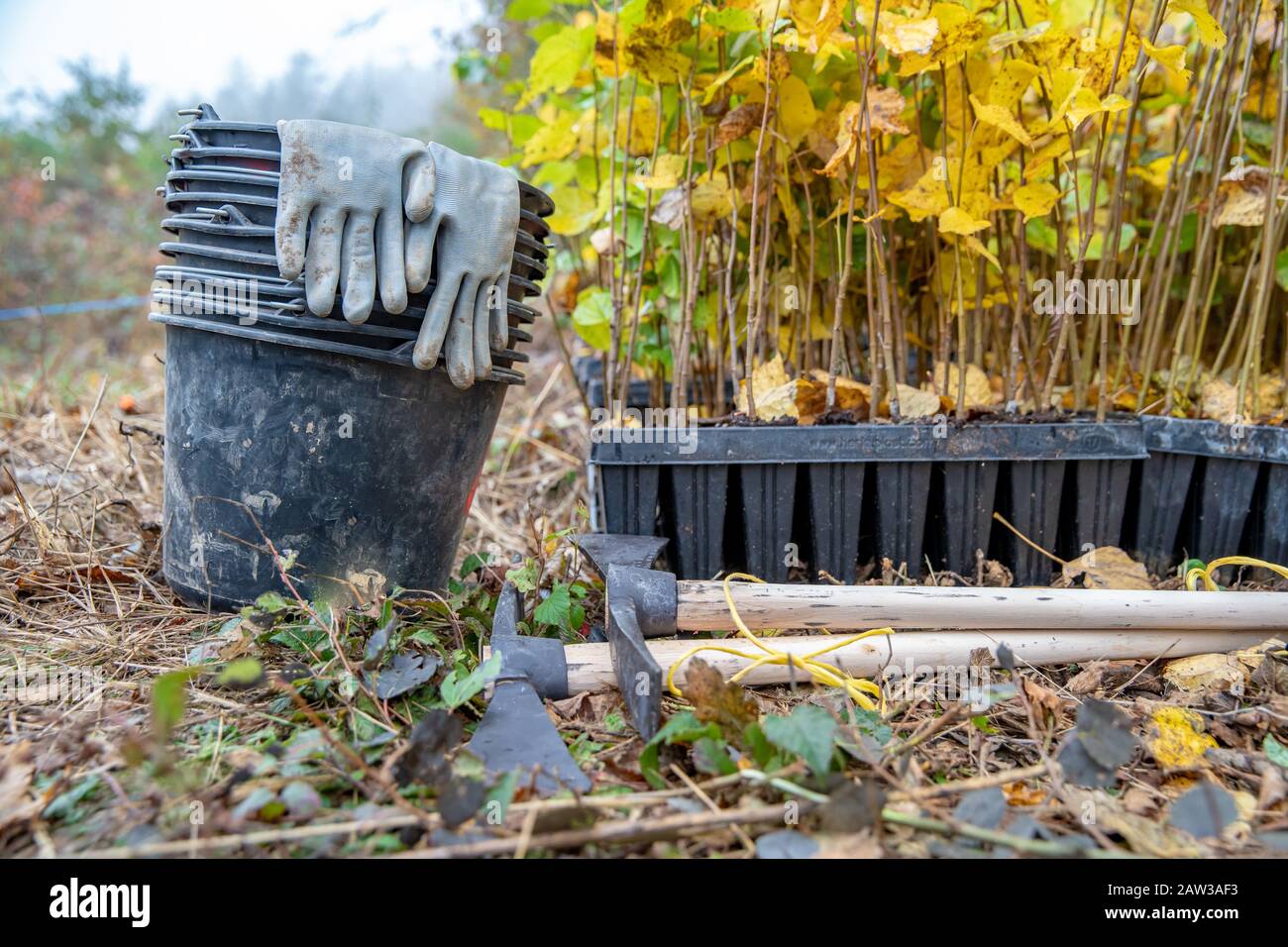 tools for planting new trees in the forest for reconstruction after ...