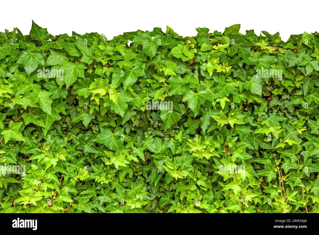Ivy isolated on white background Stock Photo - Alamy