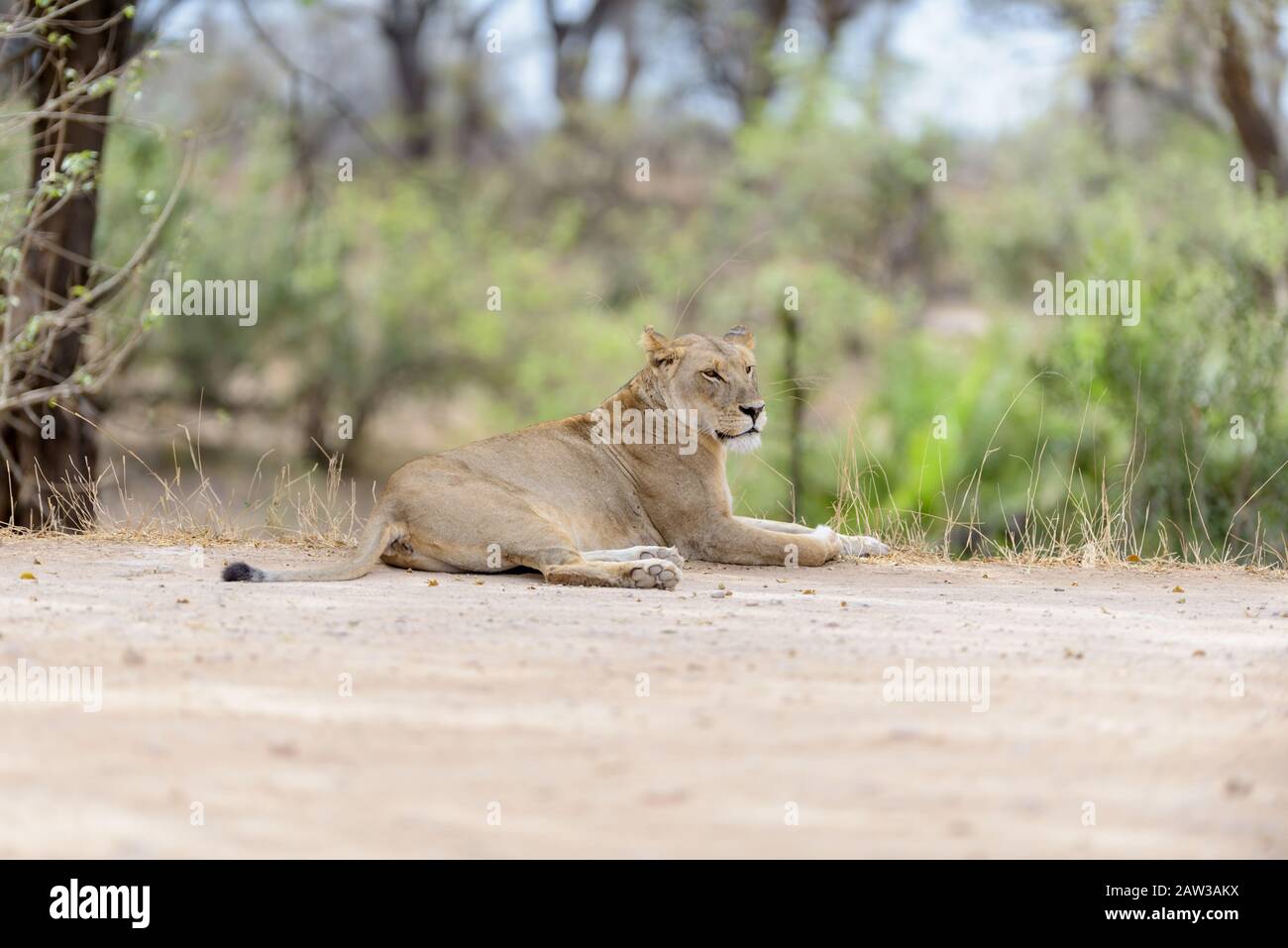 Lioness portrait in the wilderness Stock Photo - Alamy