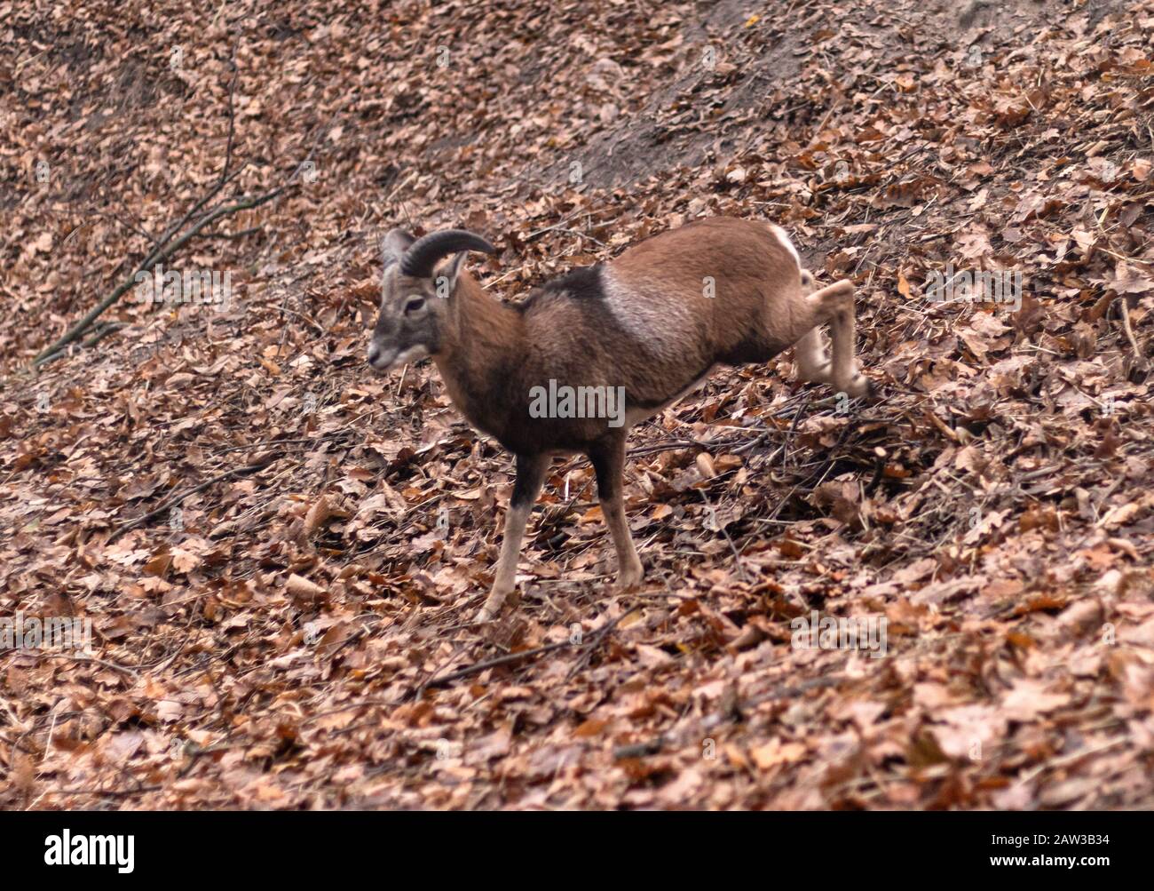 Mountain goat running hi-res stock photography and images - Alamy