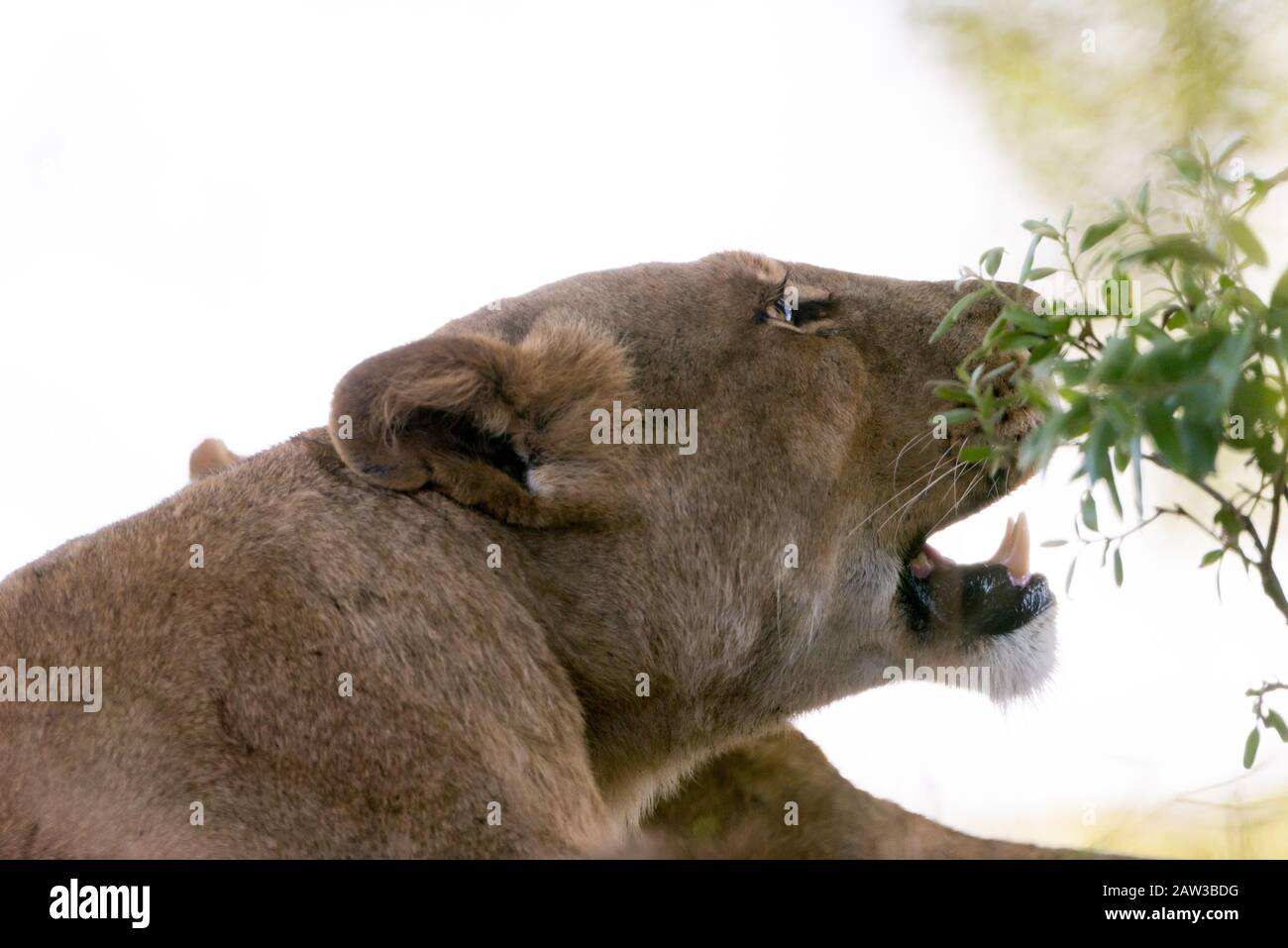 Lioness portrait in the wilderness Stock Photo - Alamy