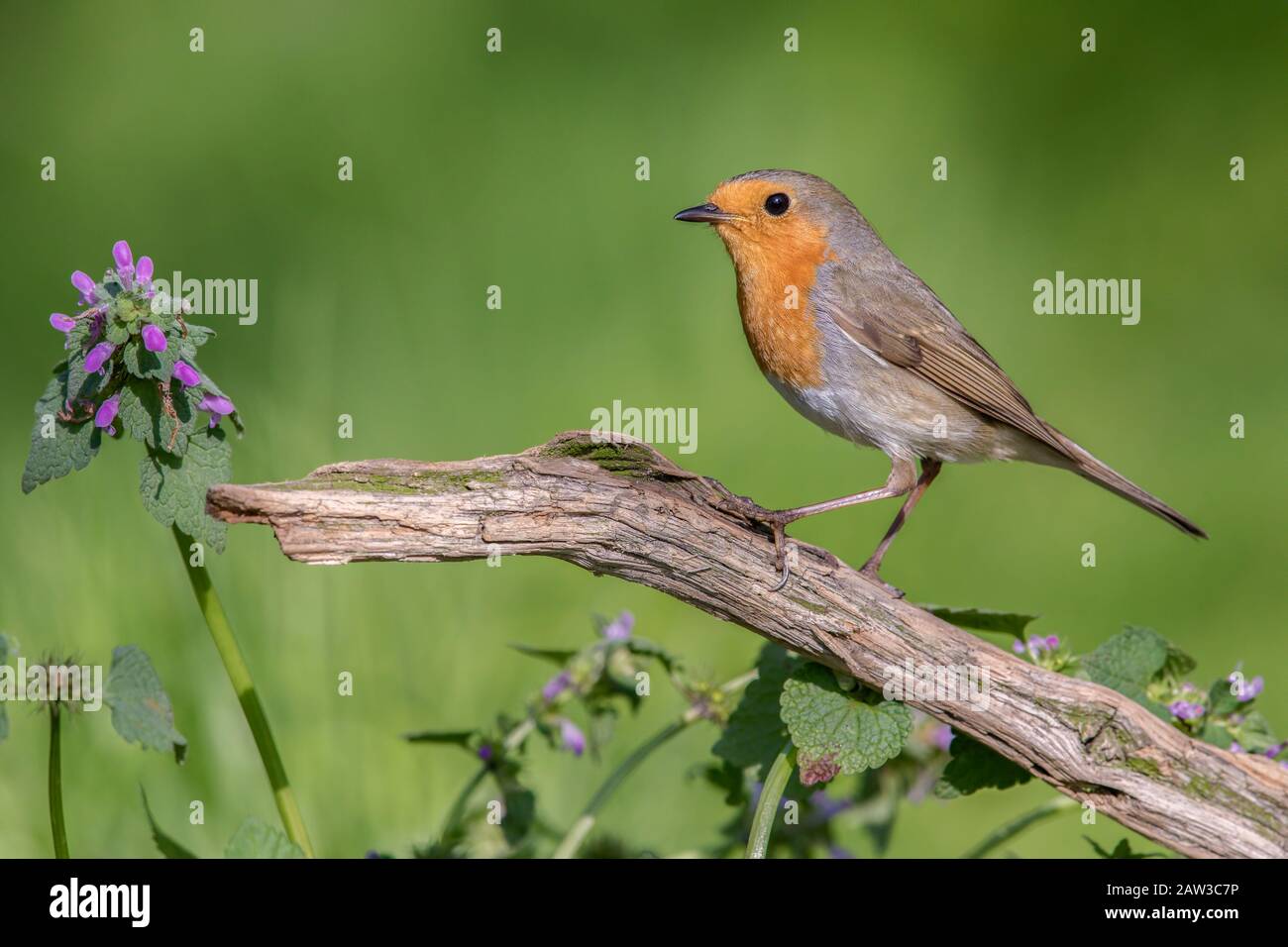 Photo Of A Robin High Resolution Stock Photography and Images - Alamy