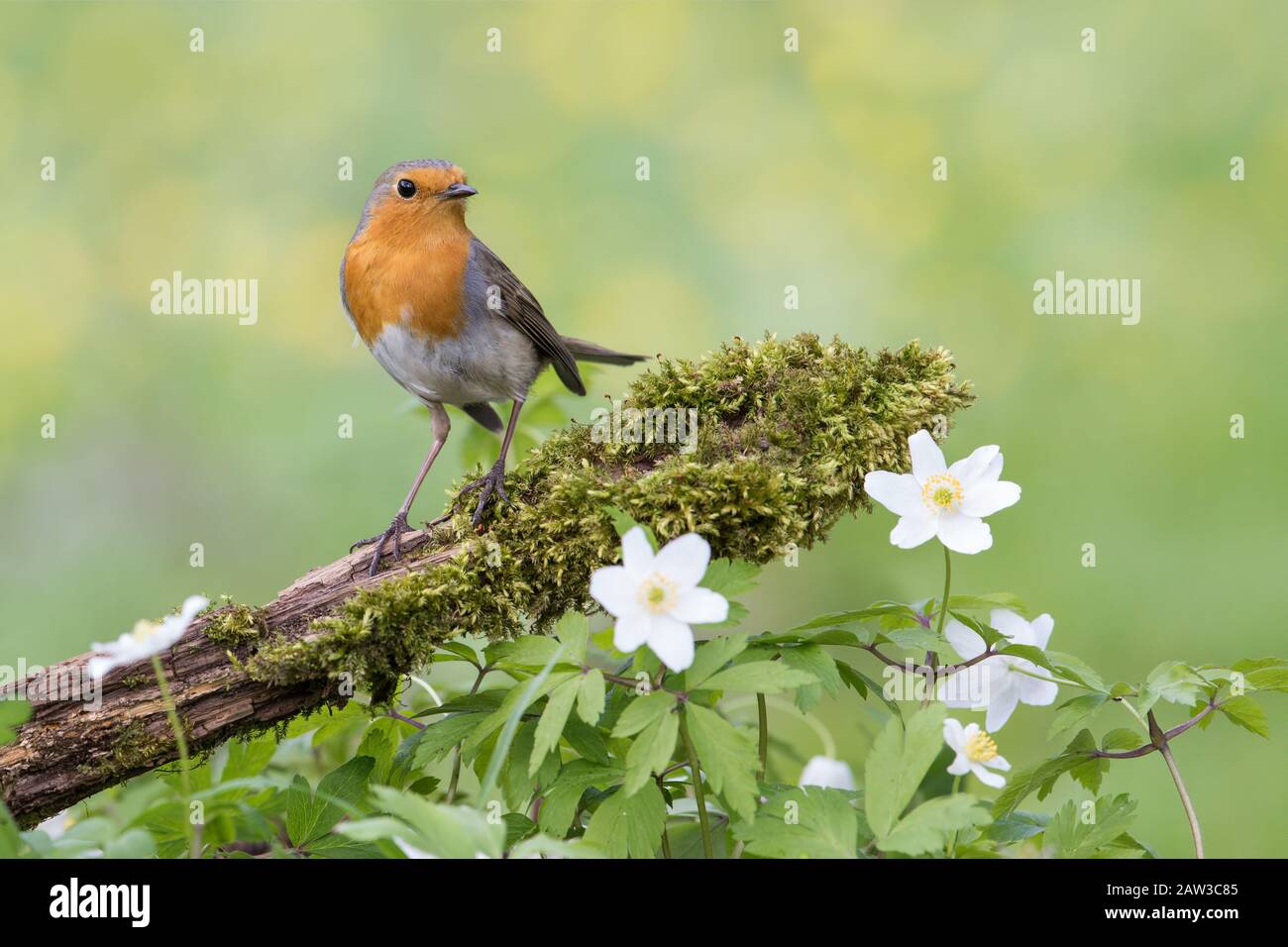 Photo Of A Robin High Resolution Stock Photography and Images - Alamy