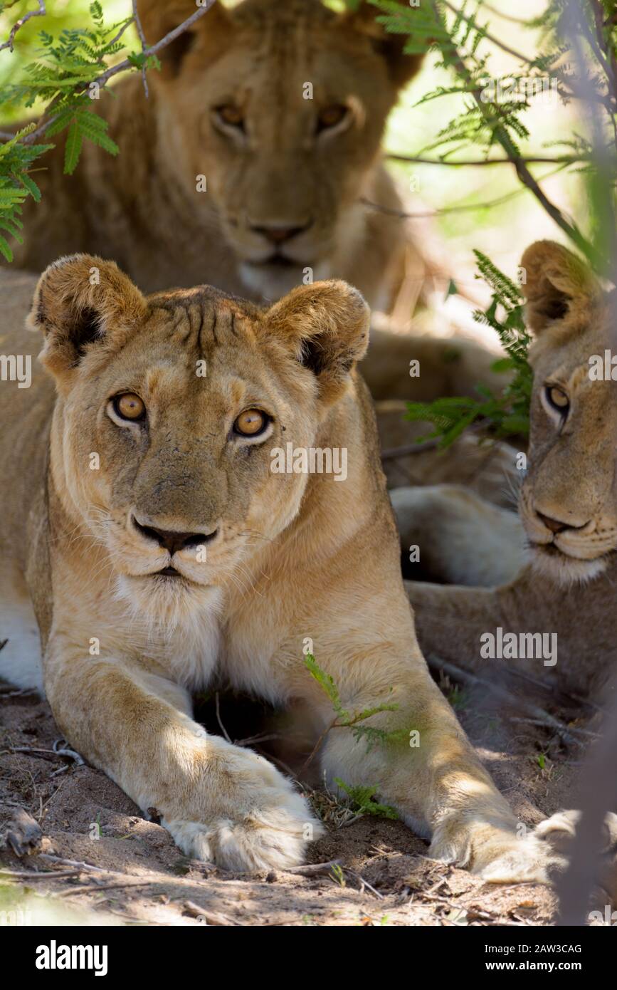 Lioness cubs cute hi-res stock photography and images - Alamy