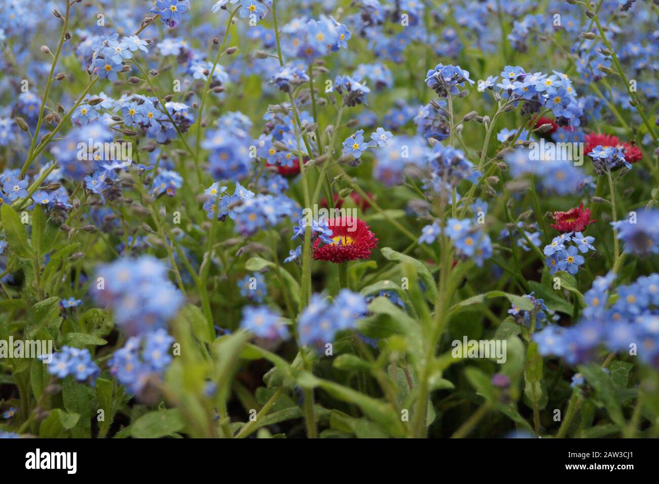 Stand out flowers hi-res stock photography and images - Alamy