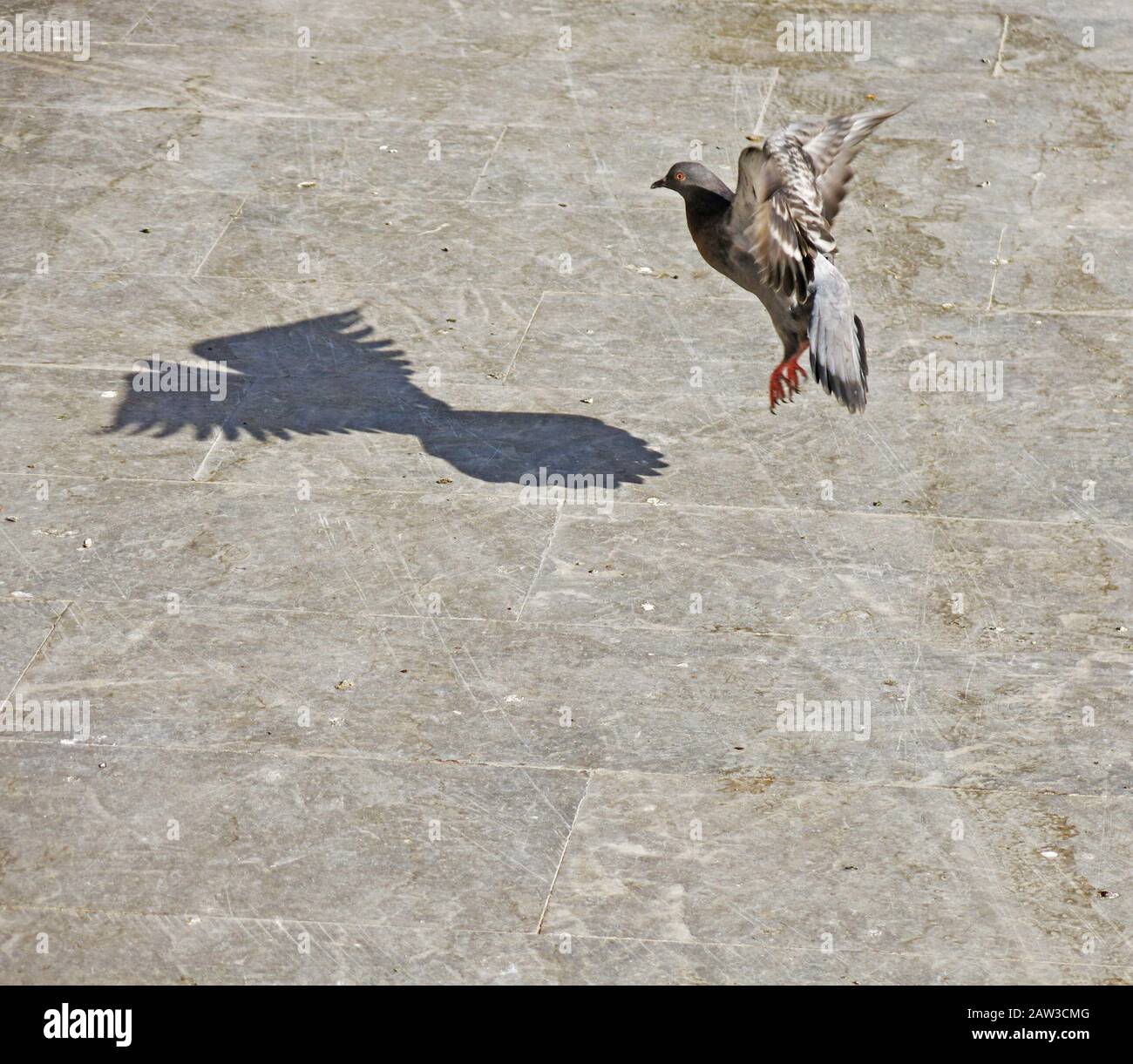 Pigeon in flight. Motion freeze Stock Photo - Alamy
