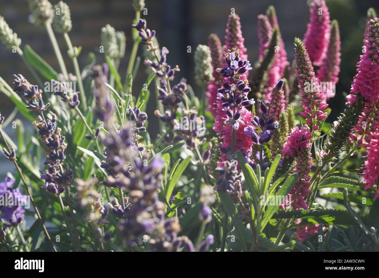 pink and violet flower bouquet Stock Photo - Alamy