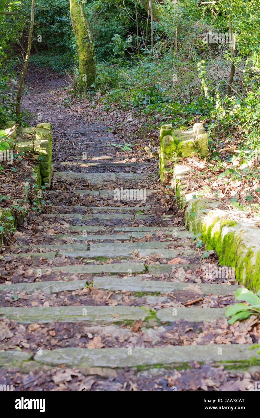 Pathway leading through woodland in Dorset, winter season with autumnal ...