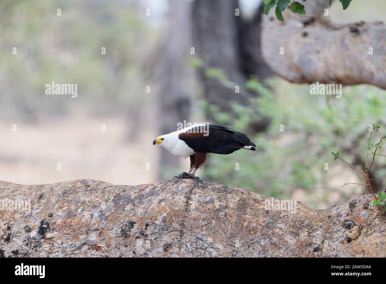 African fish eagle portrait hi-res stock photography and images - Alamy
