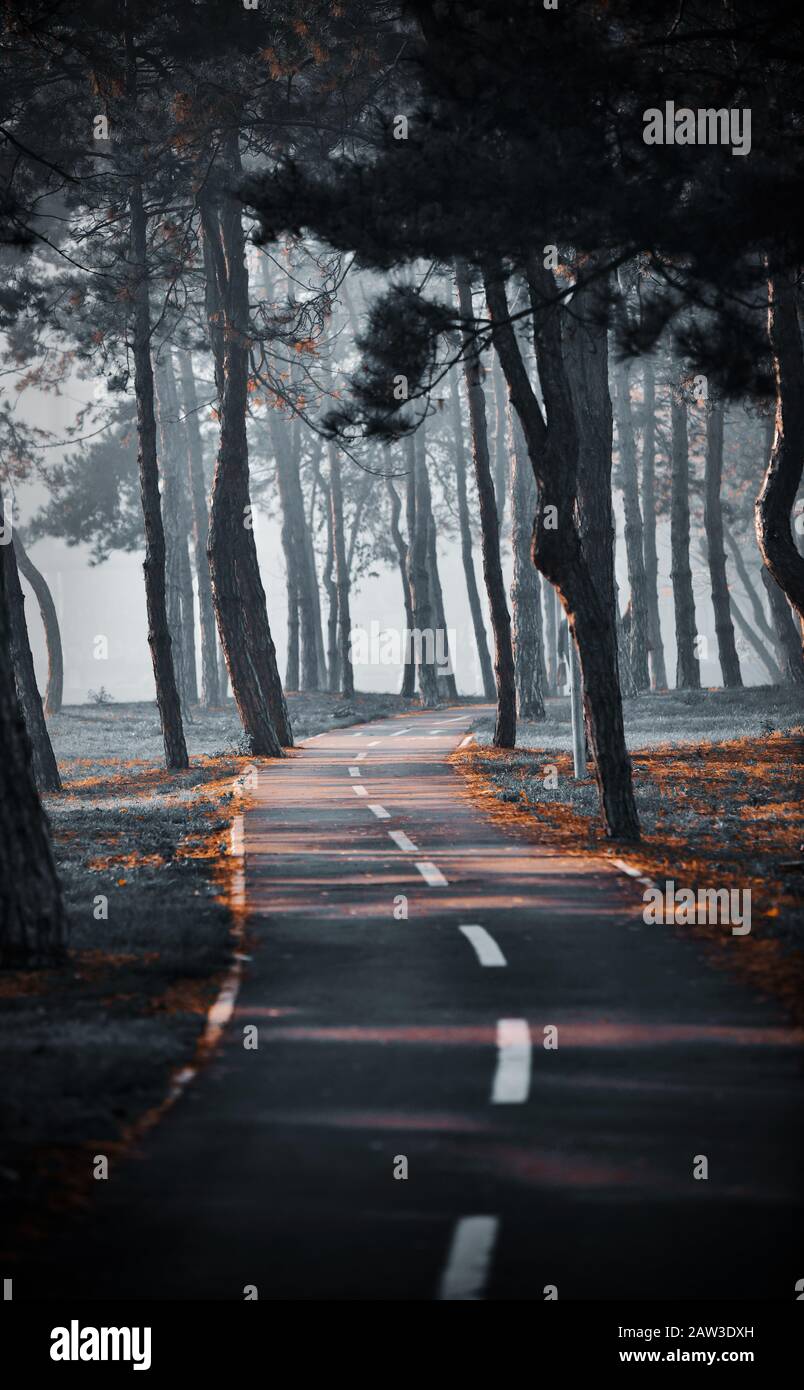 beautiful forest path on a foggy morning Stock Photo - Alamy