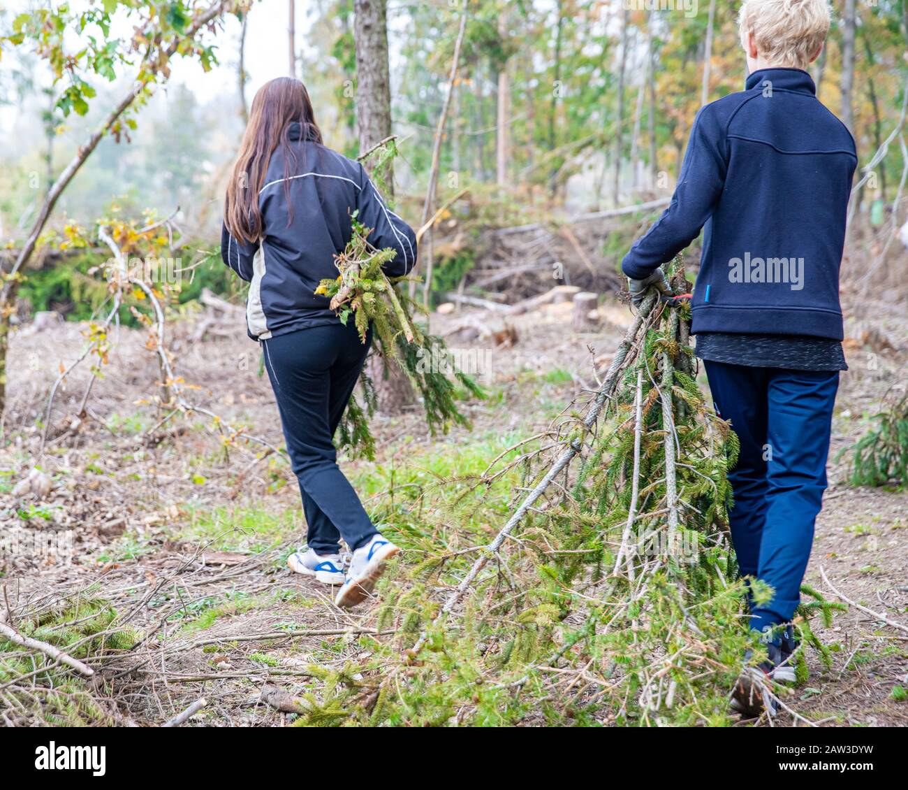 clean old tree branch in forest with volunteer help Stock Photo - Alamy