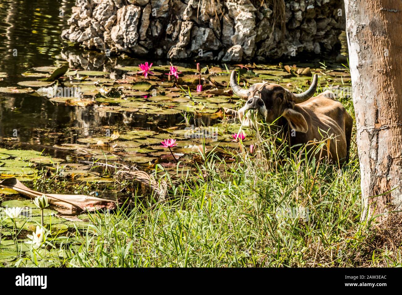 Ox eating grass inside a small lake Stock Photo - Alamy