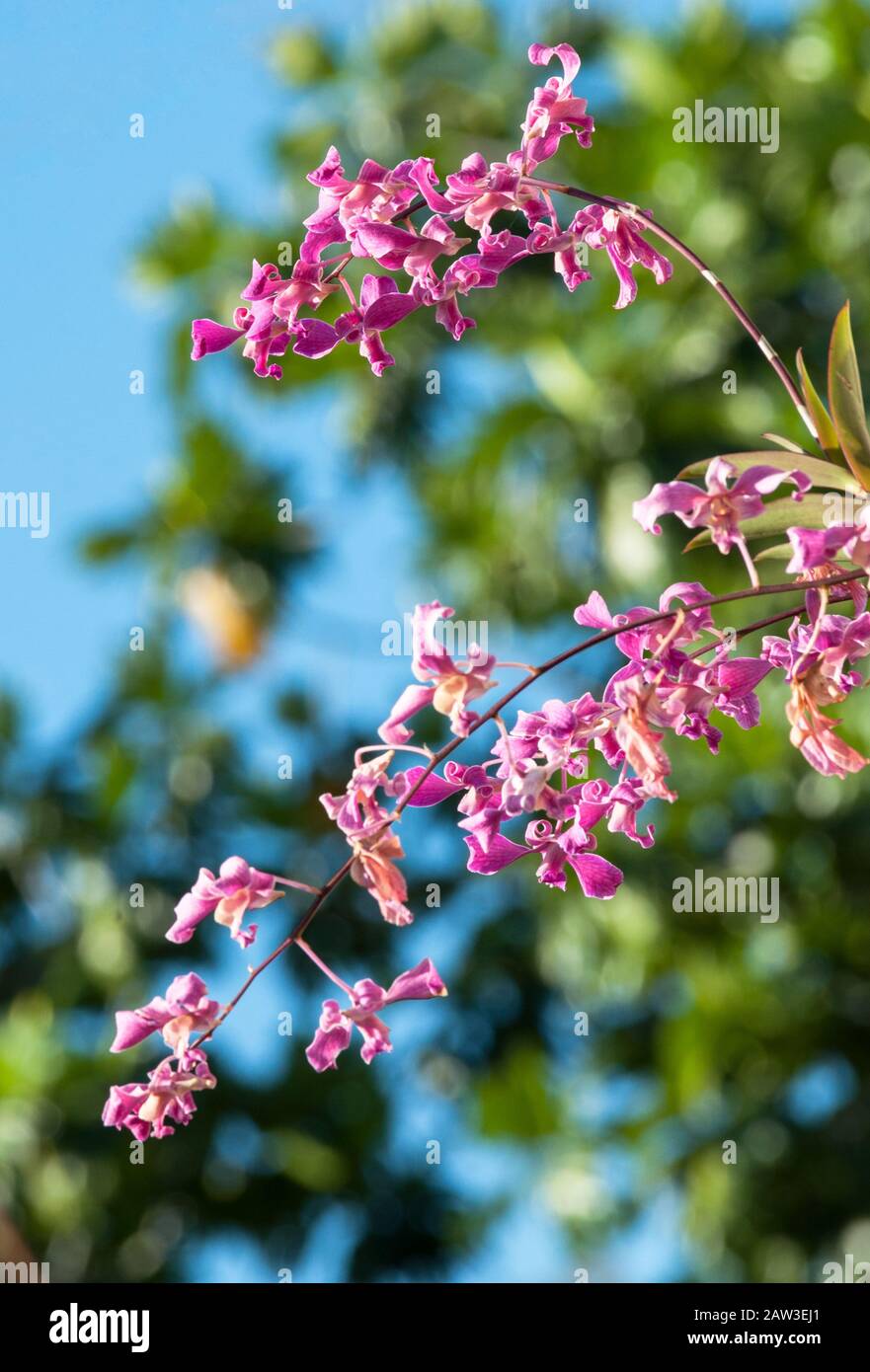 Cuban orchids hi-res stock photography and images - Alamy