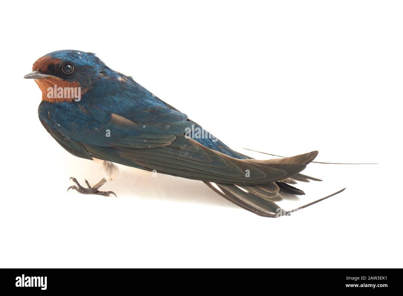 Bird barn swallow (Hirundo rustica) or swift on a white background ...
