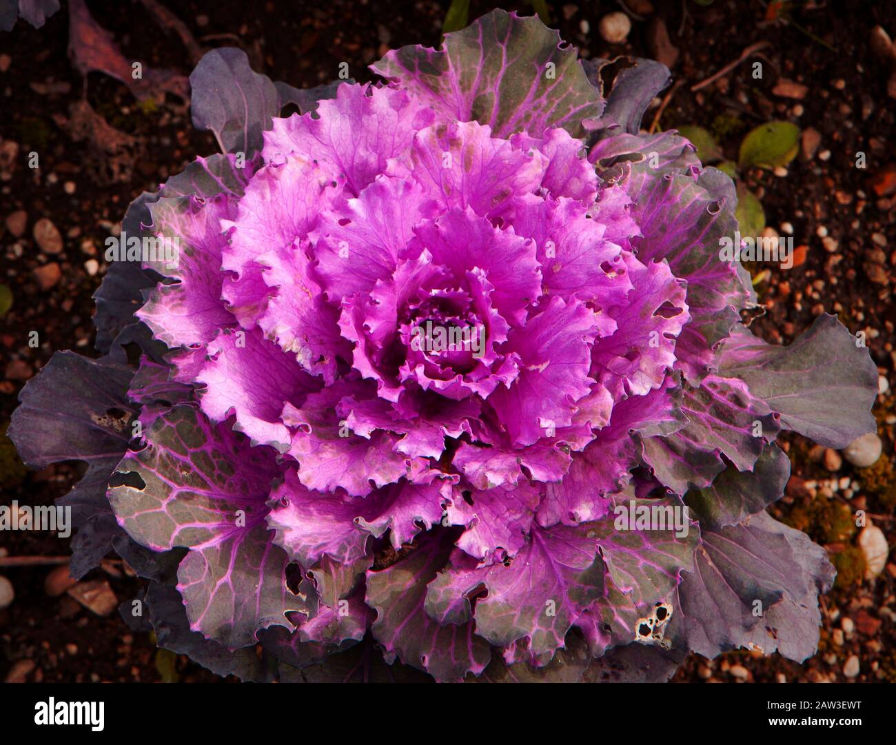 Ornamental cabbage bouquet hi-res stock photography and images - Alamy