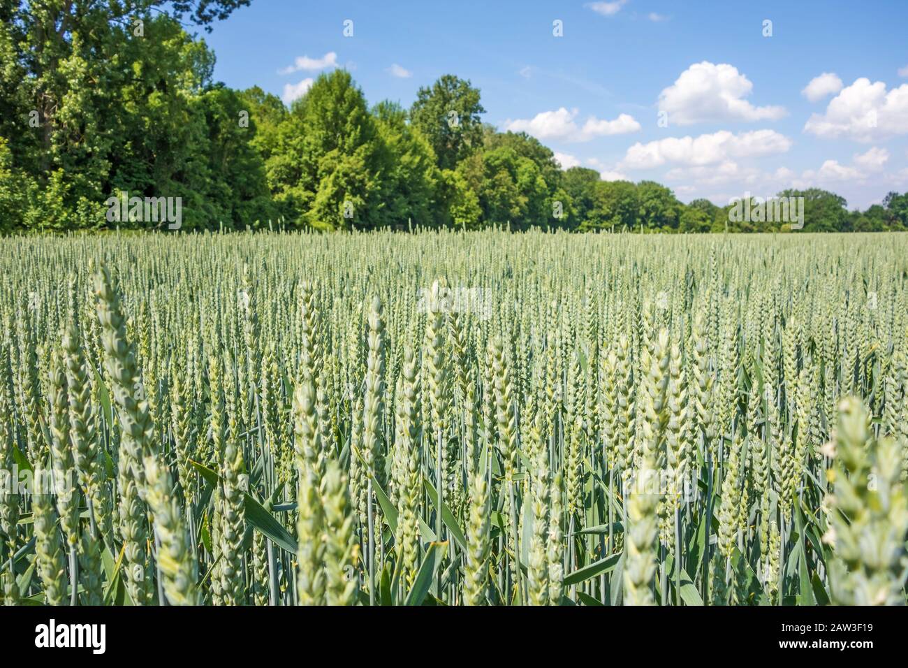 Wheat field and countryside scenery Stock Photo - Alamy