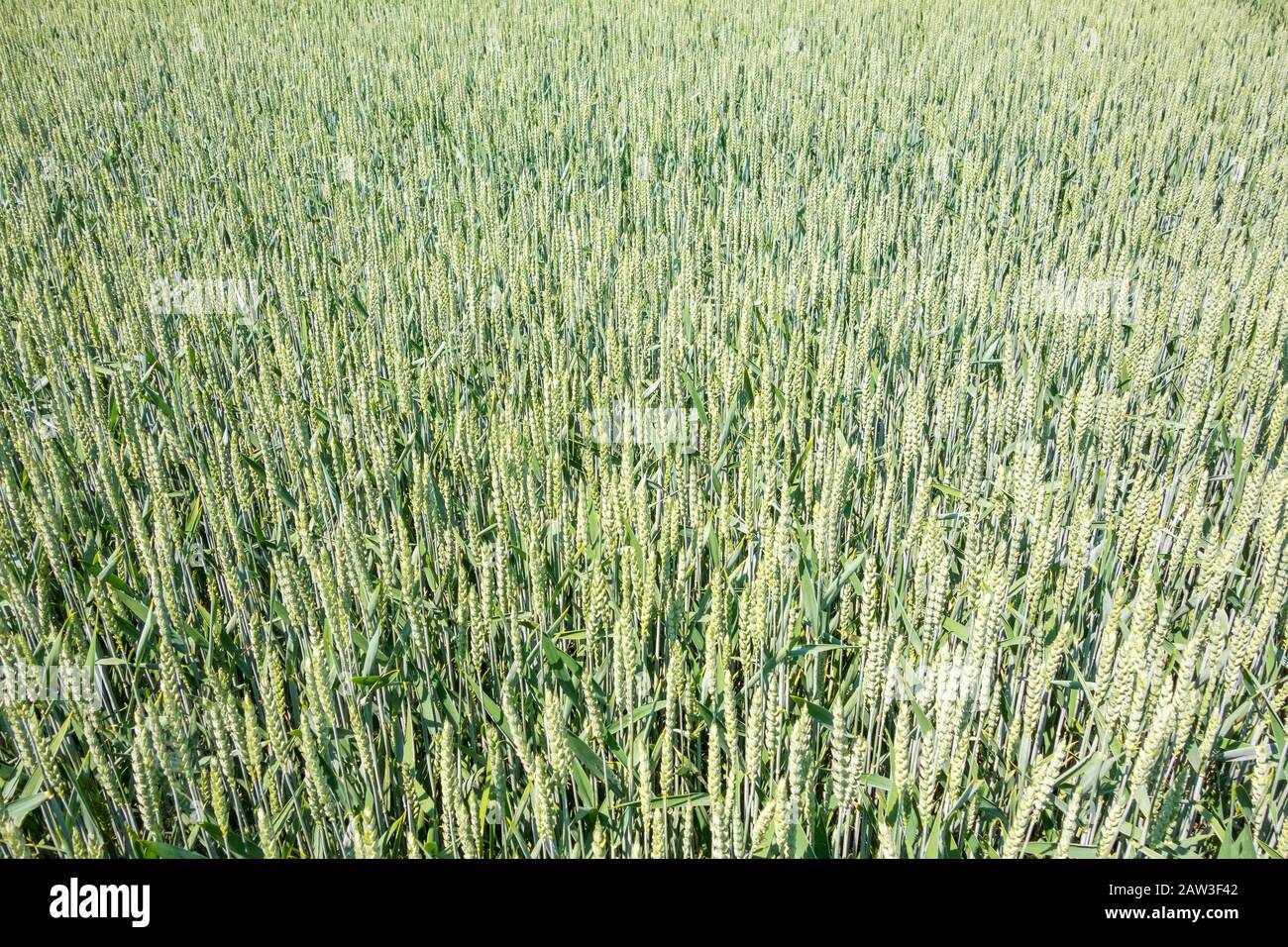 Wheat field and countryside scenery Stock Photo - Alamy