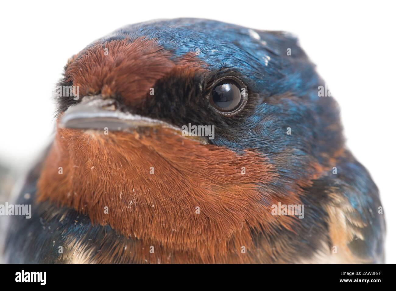 Bird barn swallow (Hirundo rustica) or swift on a white background ...