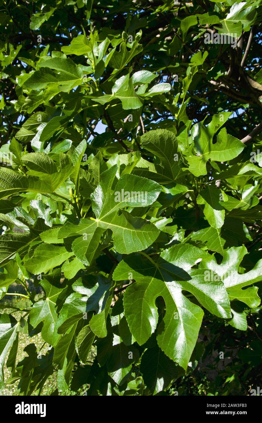 Higuera Tree High Resolution Stock Photography and Images - Alamy