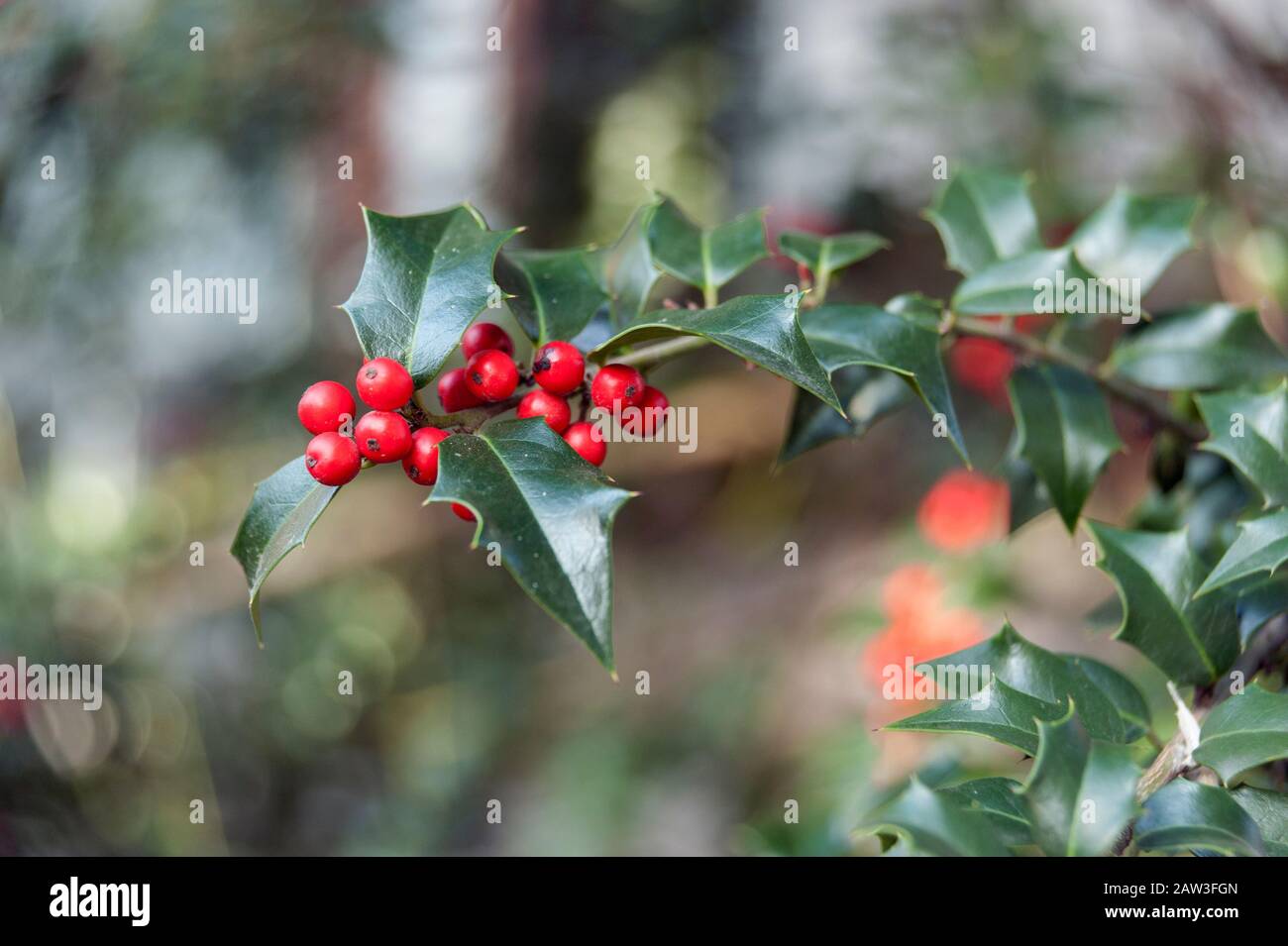Holly green alaska hi-res stock photography and images - Alamy
