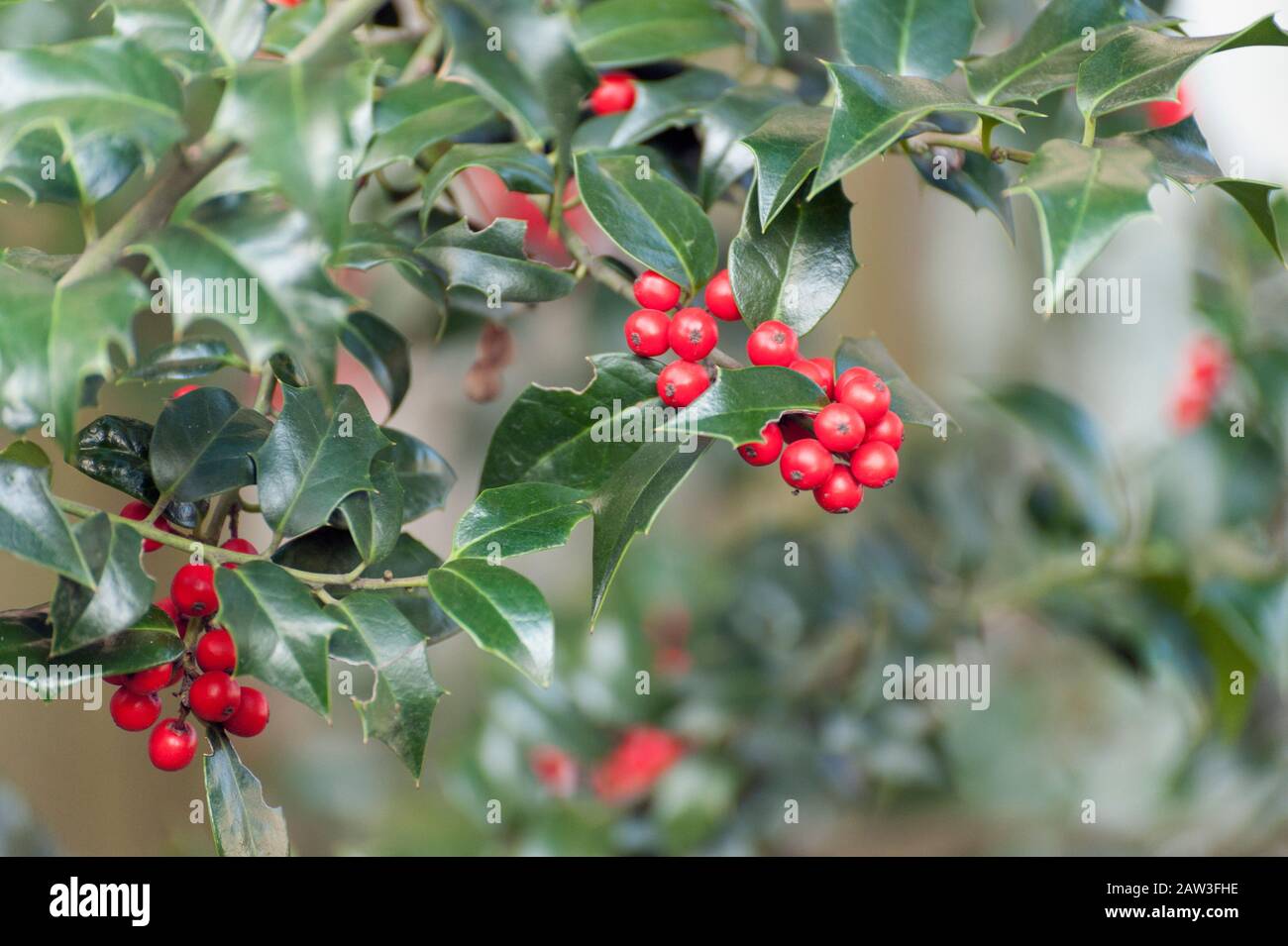 Holly green alaska hi-res stock photography and images - Alamy